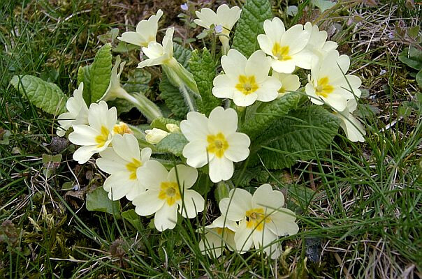 Pale Primrose Yellow: Was there a "Hue"ge variety in this color? - XJ ...